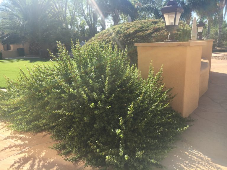 Elephant Food Plant | Corona Landscape