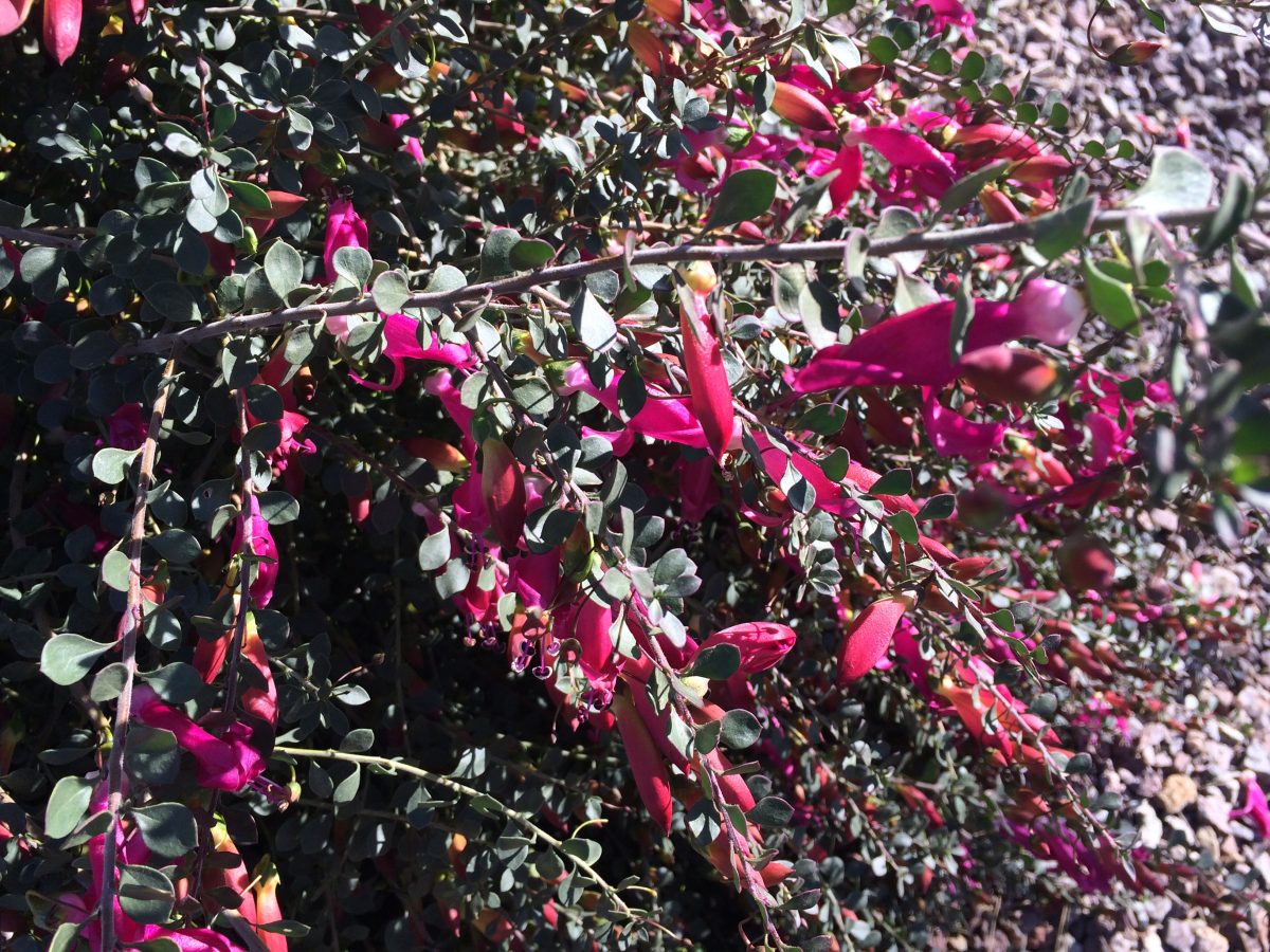 Spring Bloomer 2 – Valentine Emu | Corona Landscape